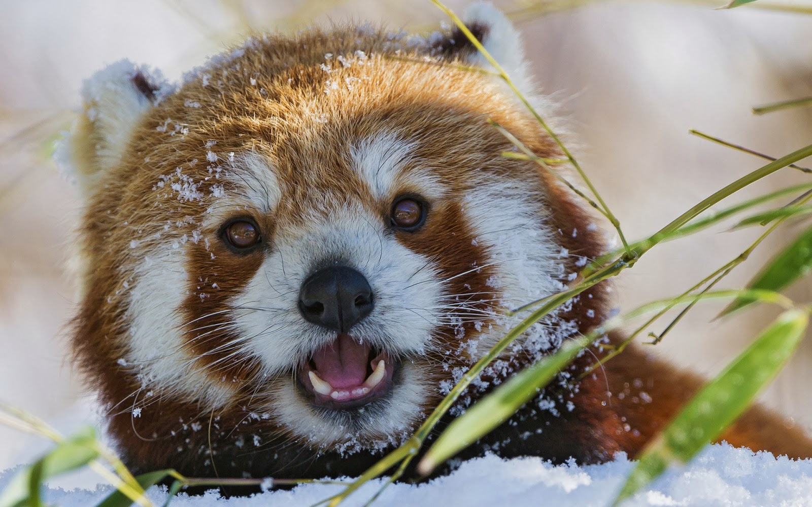 Red Panda saying hello - Zoom Comics – Exceptional Comic Book Wallpapers